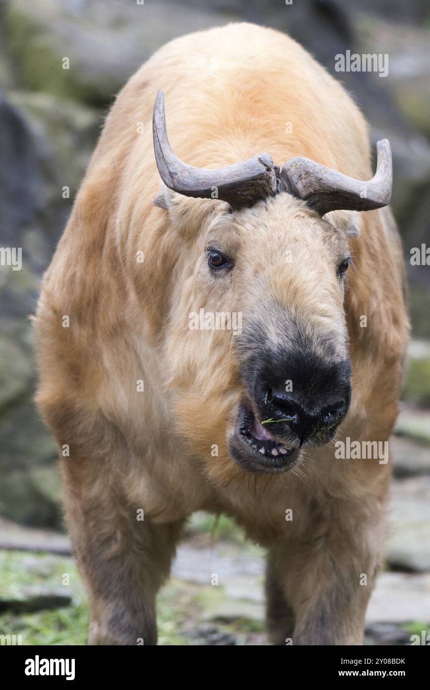 Close up gnu goat hi-res stock photography and images - Alamy