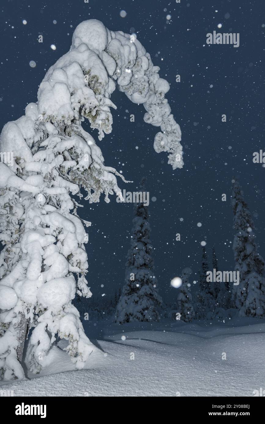 Snowfall in a snow-covered landscape, Muddus National Park, Laponia ...