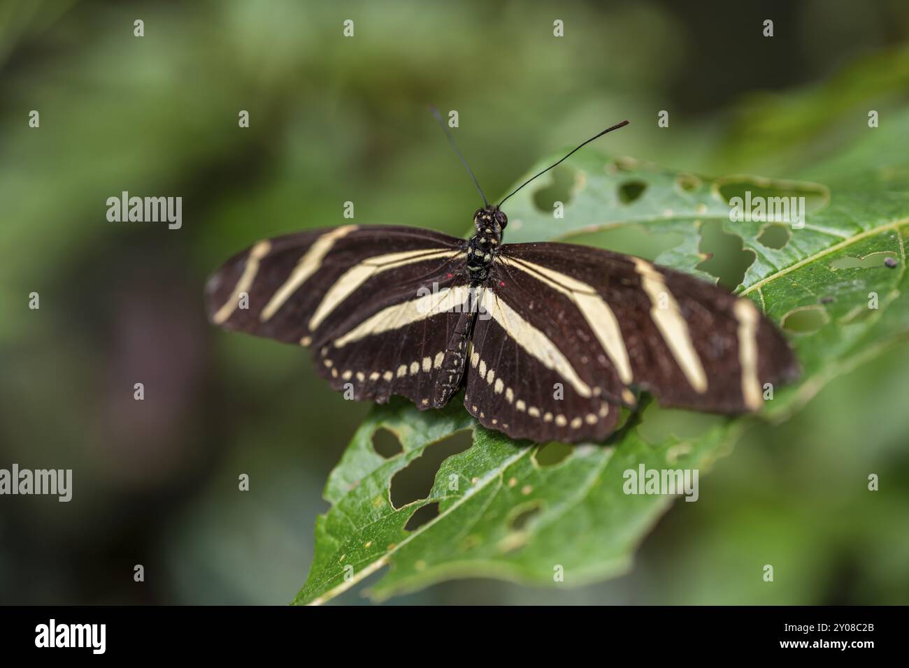 Zebra longwing (Heliconius charithonia), striped butterfly sitting on a ...