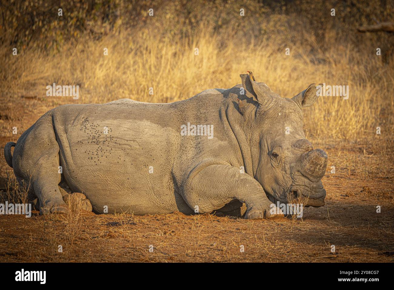 Reclining white rhinoceros (Ceratotherium simum) with sawn-off horn ...