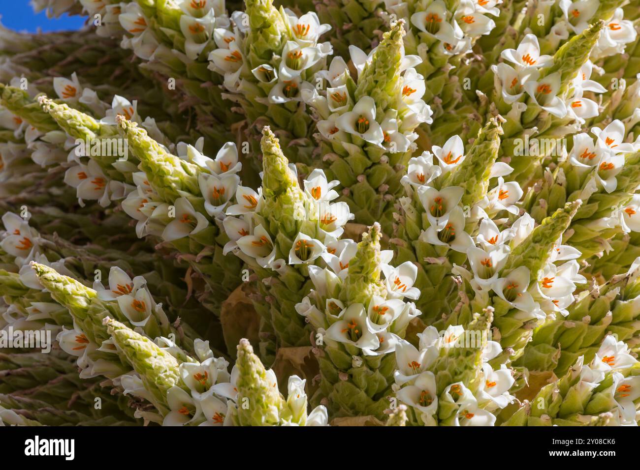 Puya Raimondii Plants high up in the Peruvian Andes, South America ...