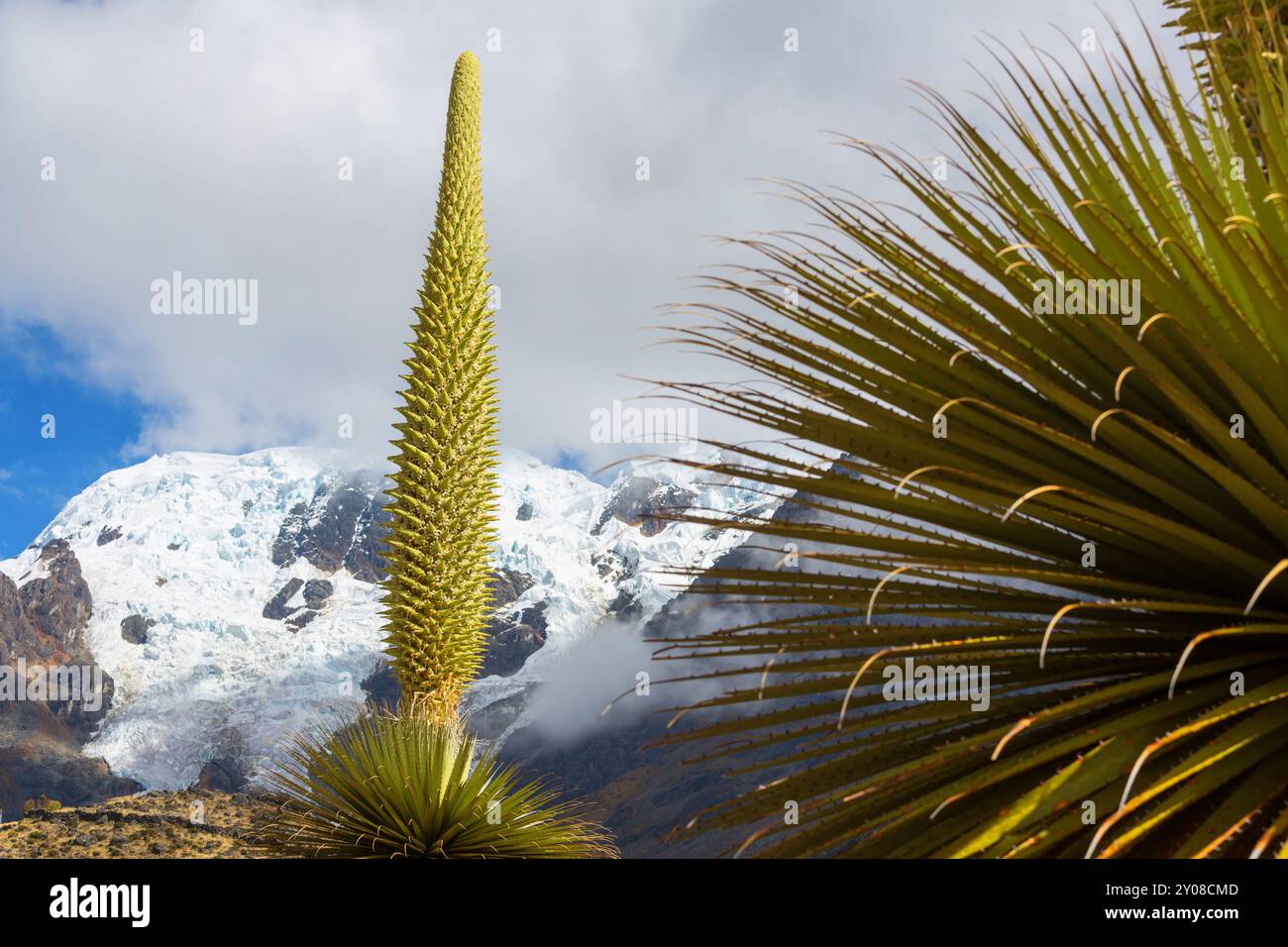 Puya Raimondii Plants high up in the Peruvian Andes, South America ...