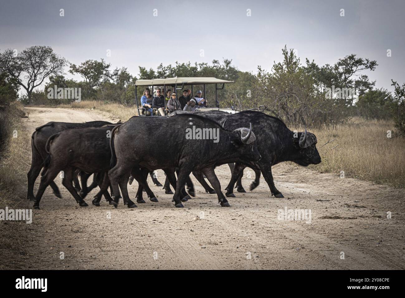 Herd of african buffalo (Syncerus caffer), crossing road, Balule Plains ...