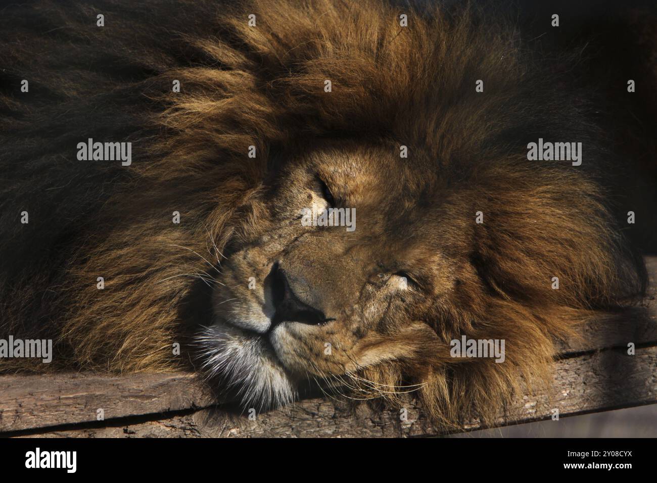 Lion taking break hi-res stock photography and images - Alamy