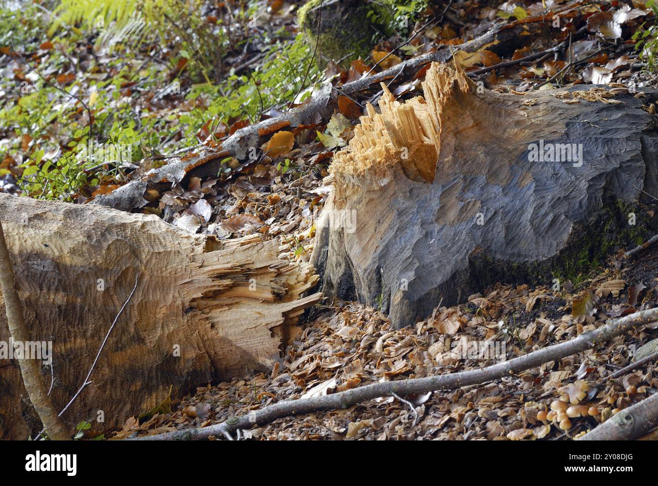 Tree felled by a beaver bavaria hi-res stock photography and images - Alamy
