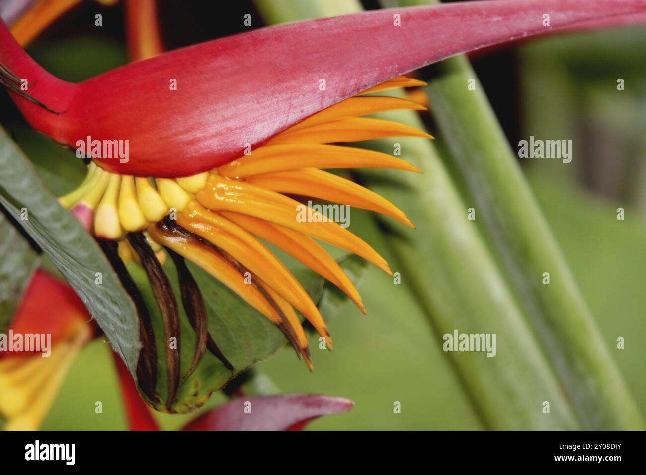Bali blooms hi-res stock photography and images - Alamy