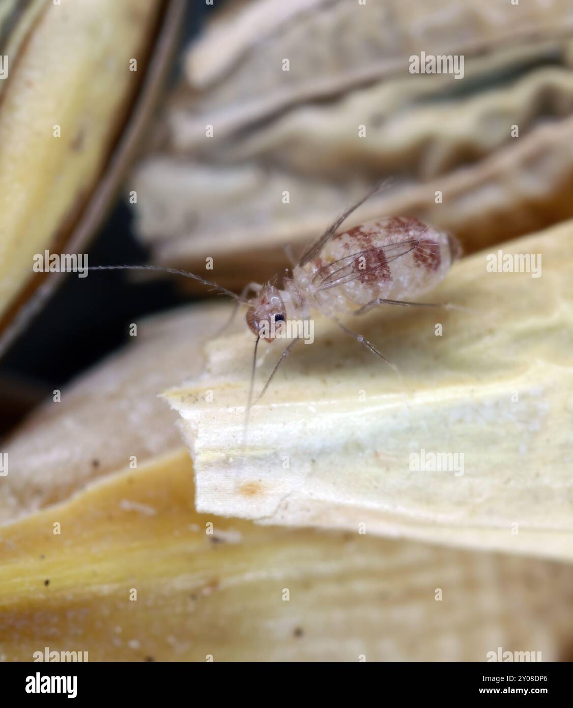 Dorypteryx domestica is a Synanthropic species of barklouse, booklice ...