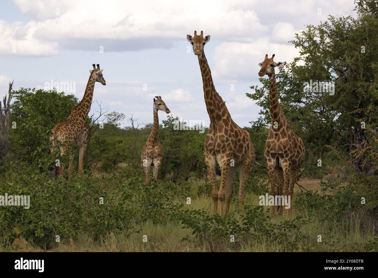 Group giraffes in bushes hi-res stock photography and images - Alamy