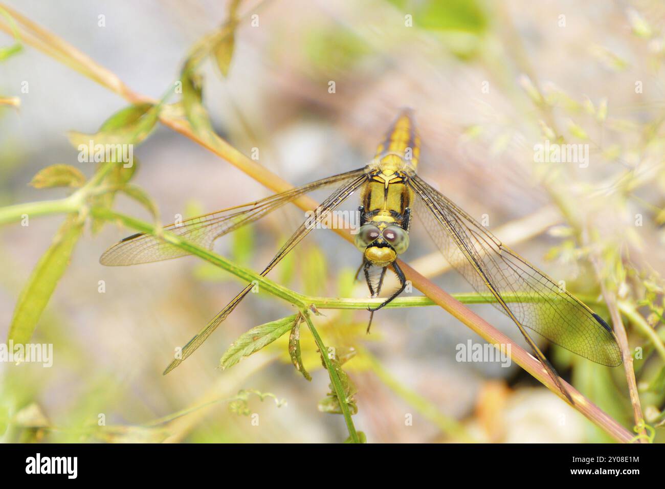 Black-tailed skimmer (Orthetrum cancellatum) female, dragonflies ...