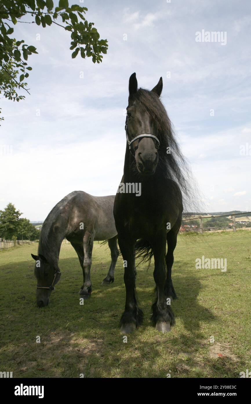 Friesian arabian hi-res stock photography and images - Alamy