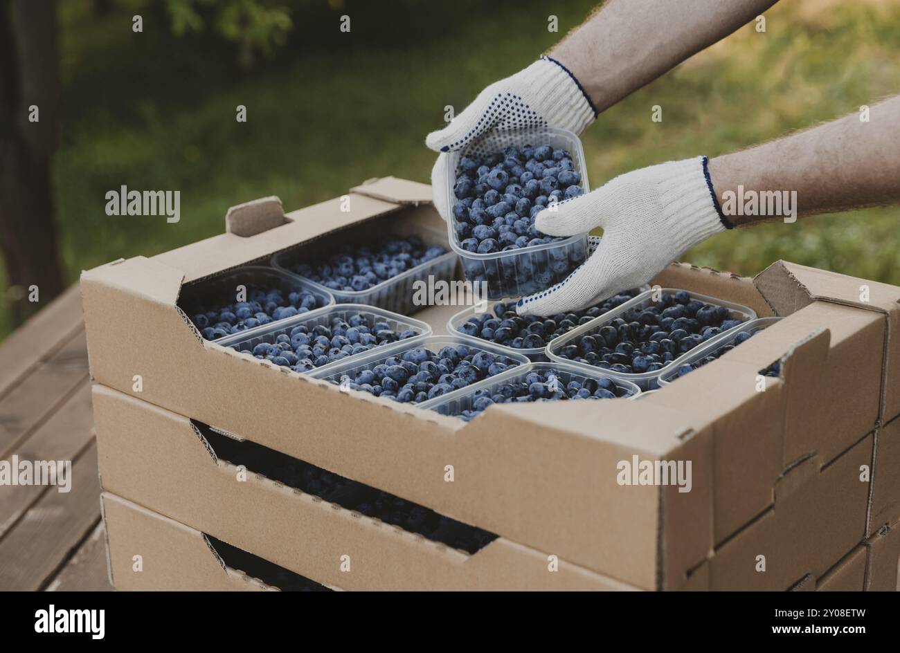 Male hands holding plastic container with large blueberries over ...