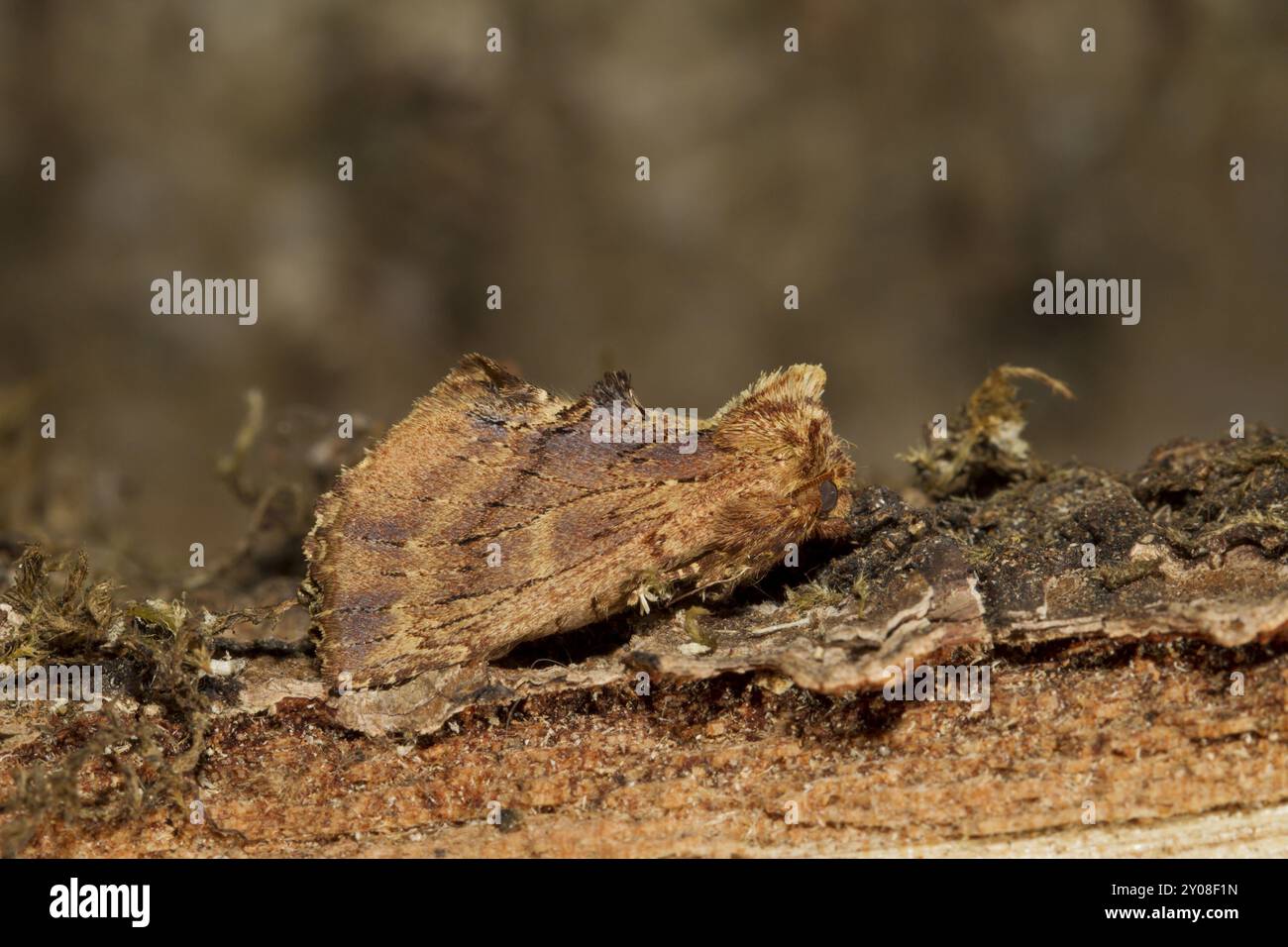 Camel Tooth Moth, Ptilodon capucina, coxcomb prominent Stock Photo - Alamy