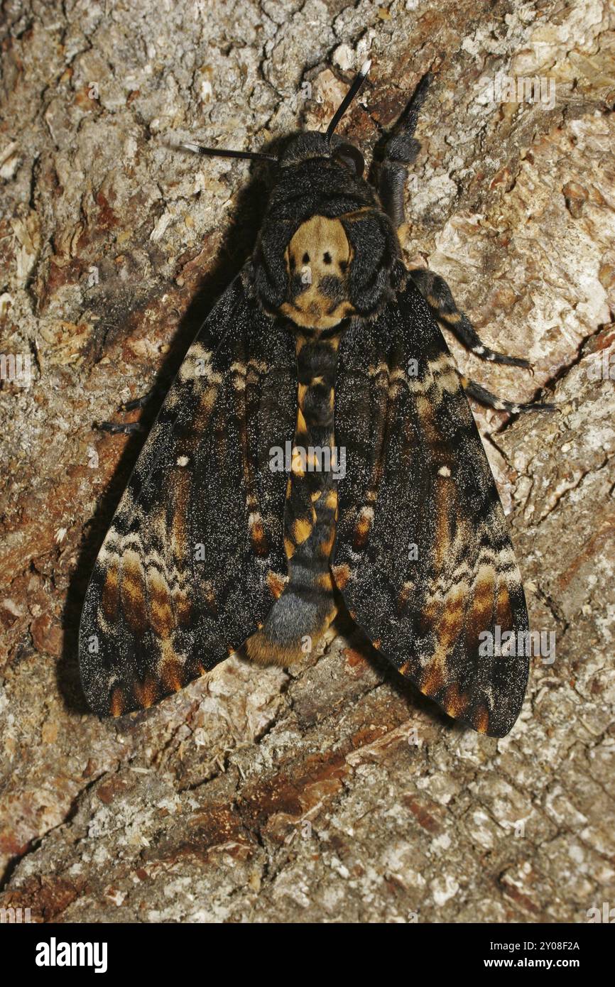 Greater death's head hawkmoth, Acherontia atropos, Greater death's head ...