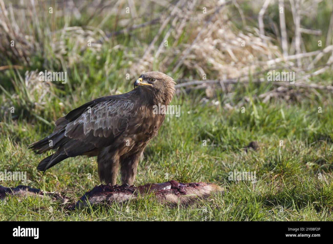 Lesser spotted eagle, Aquila pomarina, lesser spotted eagle Stock Photo ...