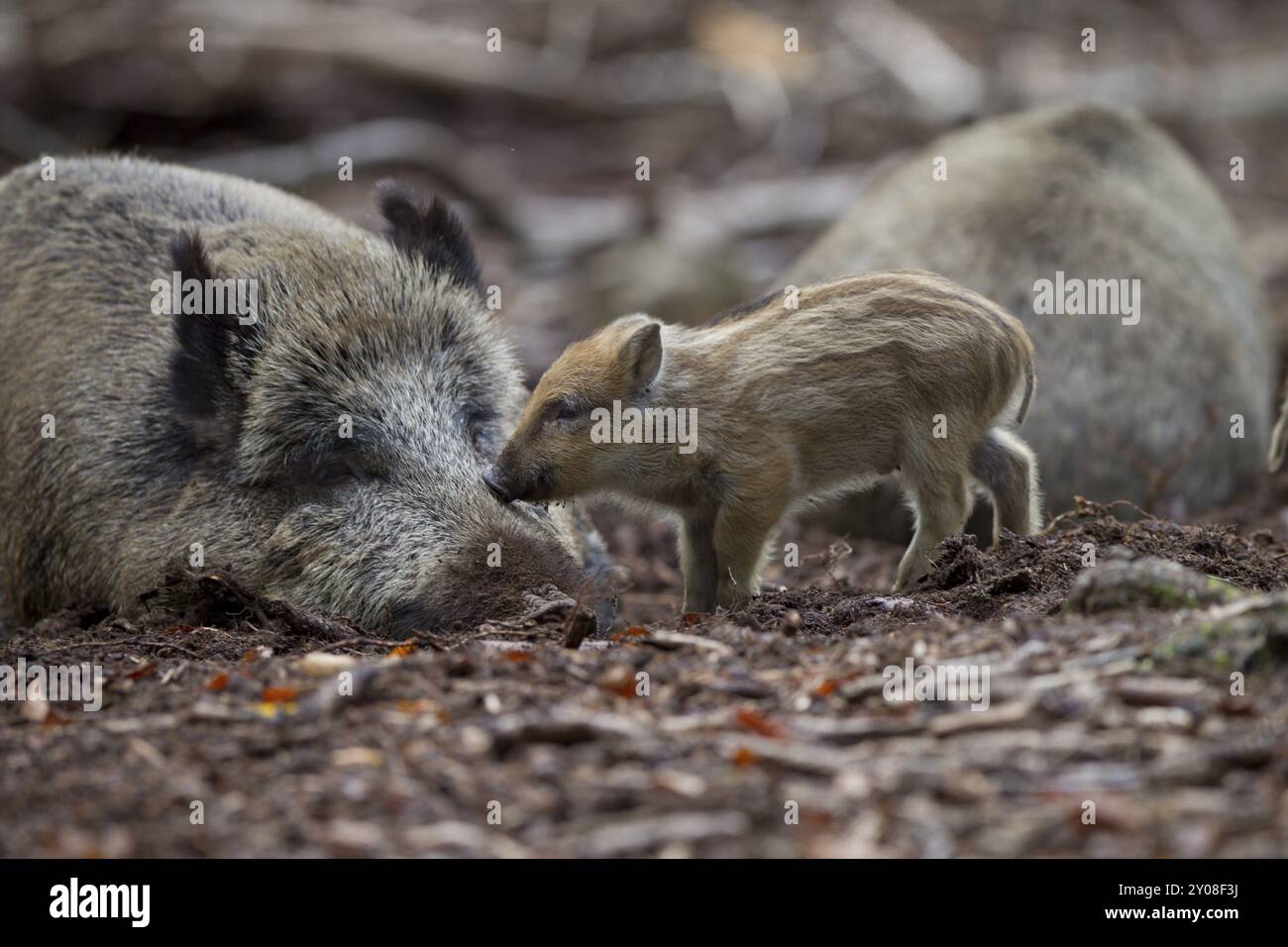 Wild boar, Sus scrofa, wild boar Stock Photo - Alamy