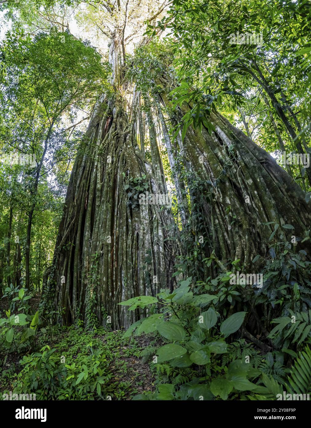 Ficus americana tree hi-res stock photography and images - Alamy