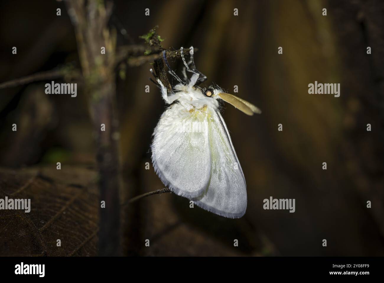 Hairy white moth, moth on a stem, at night in the tropical rainforest ...