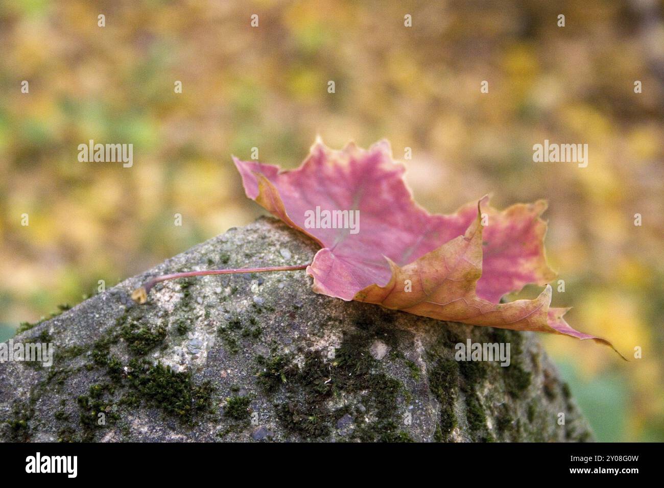 From the photo series October colours Stock Photo - Alamy