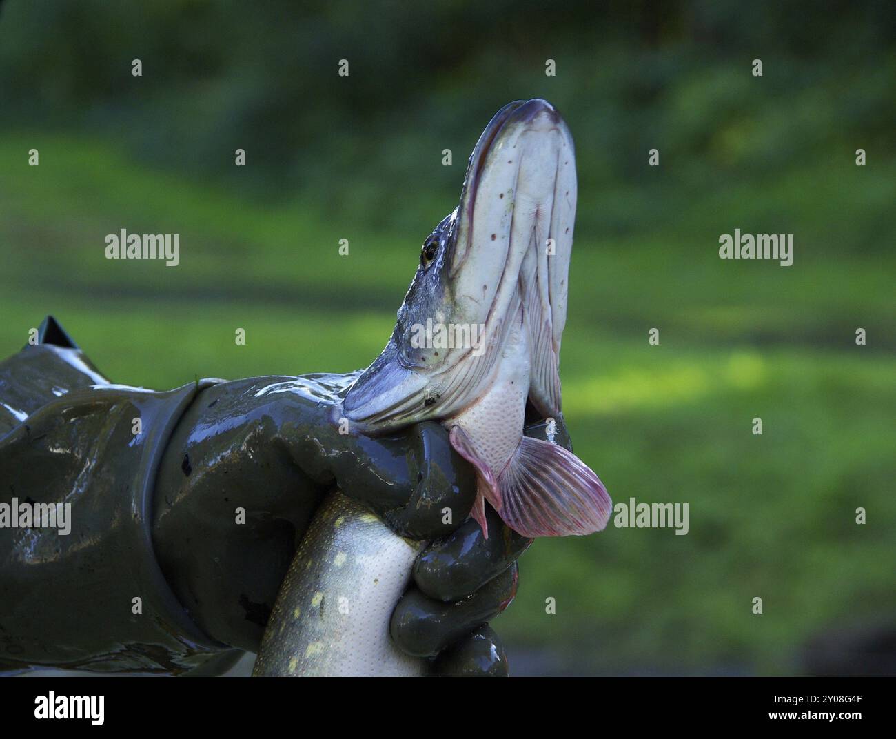 Pickerel fish hi-res stock photography and images - Alamy