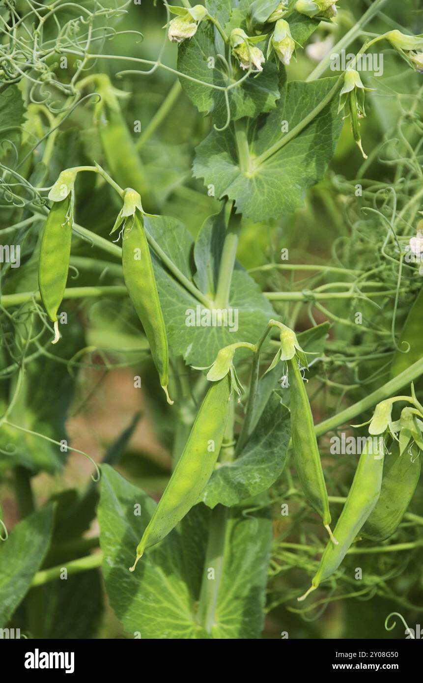 Pea plant, pea plant 01 Stock Photo - Alamy