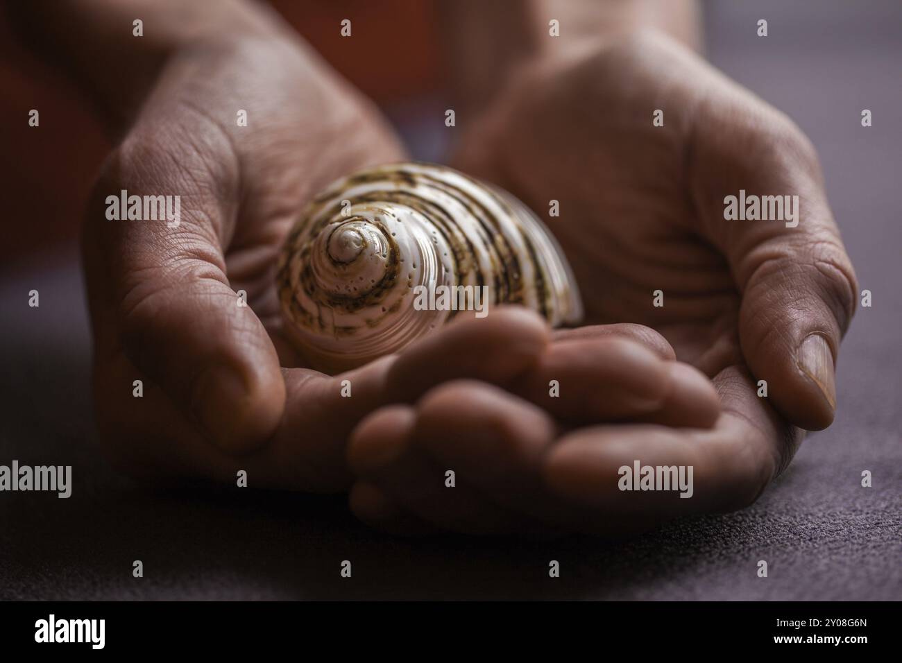 Hands holding shell Stock Photo - Alamy