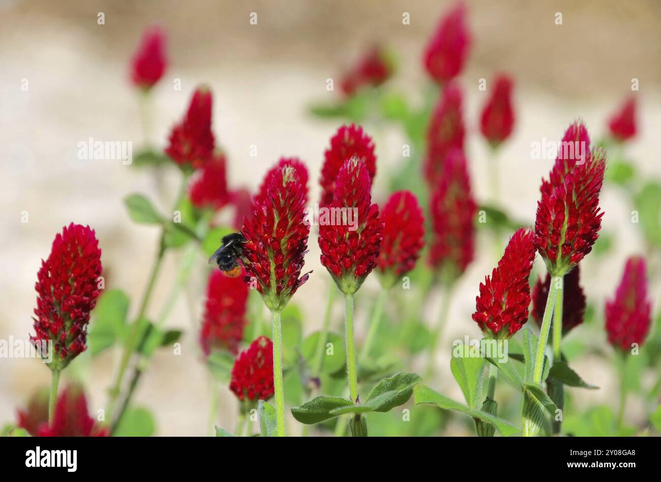 Italian clover 04 Stock Photo - Alamy