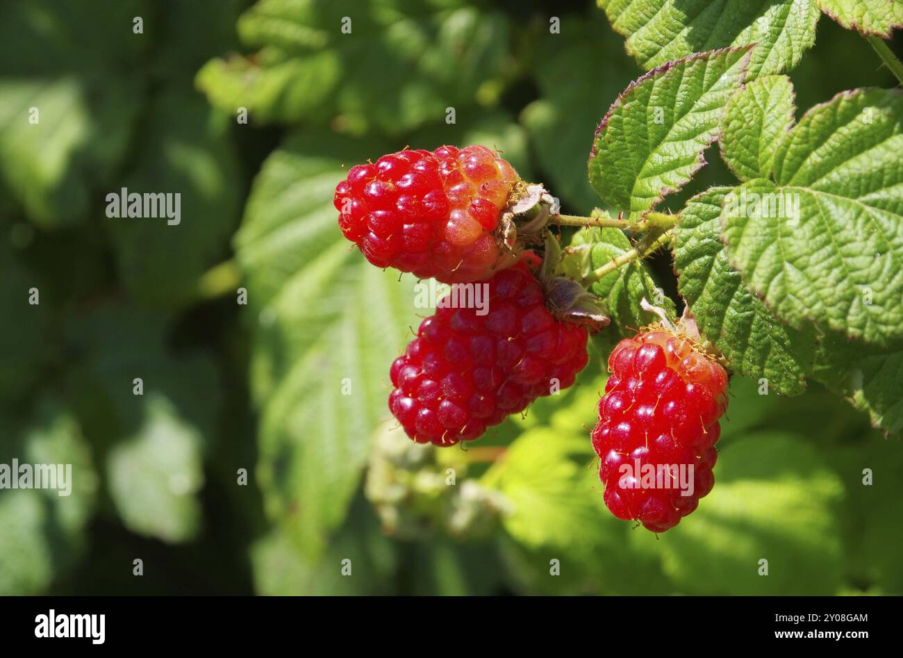 Raspberry, raspberry 21 Stock Photo - Alamy