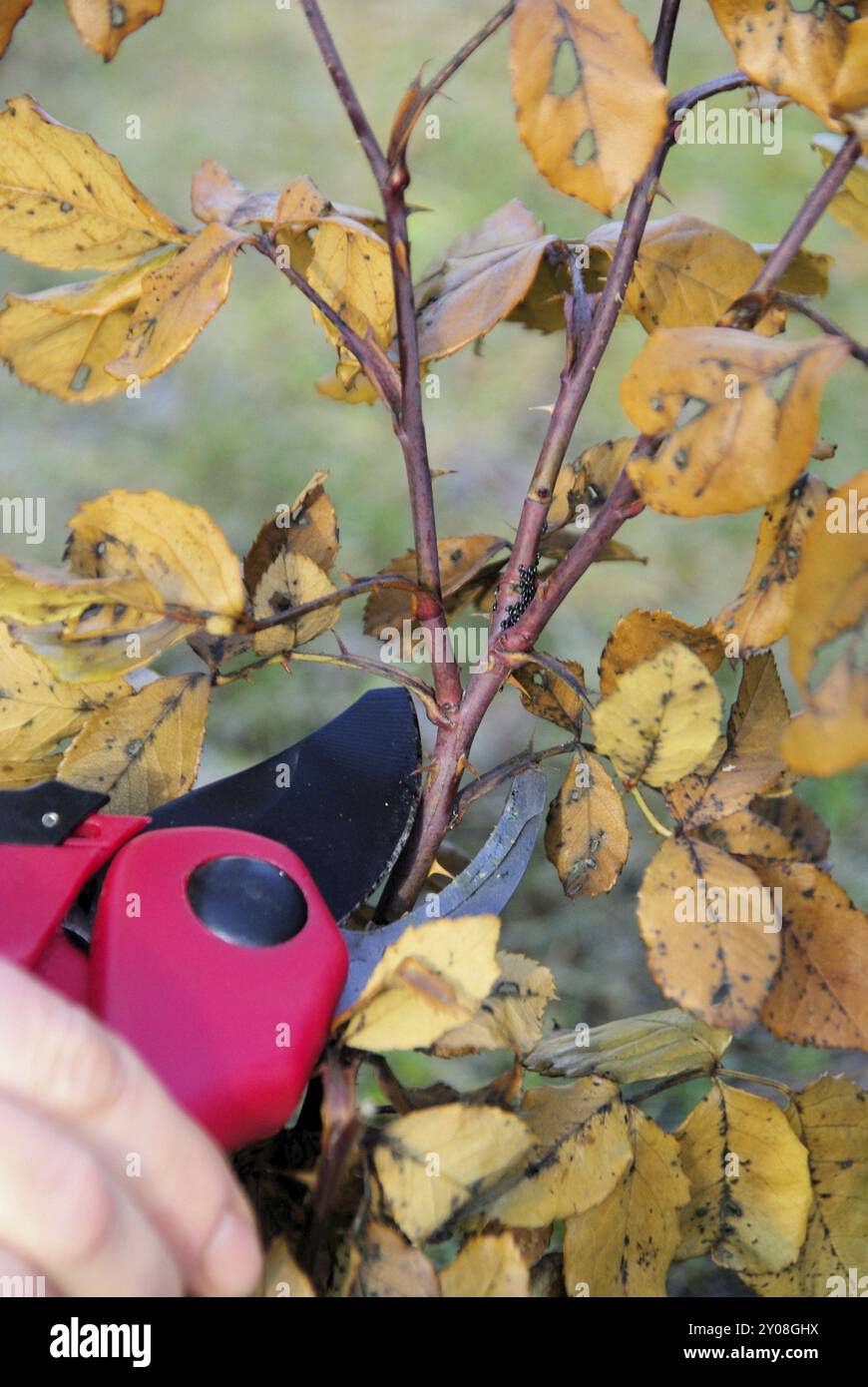 Pruning shrubs, shrub cutting Stock Photo - Alamy