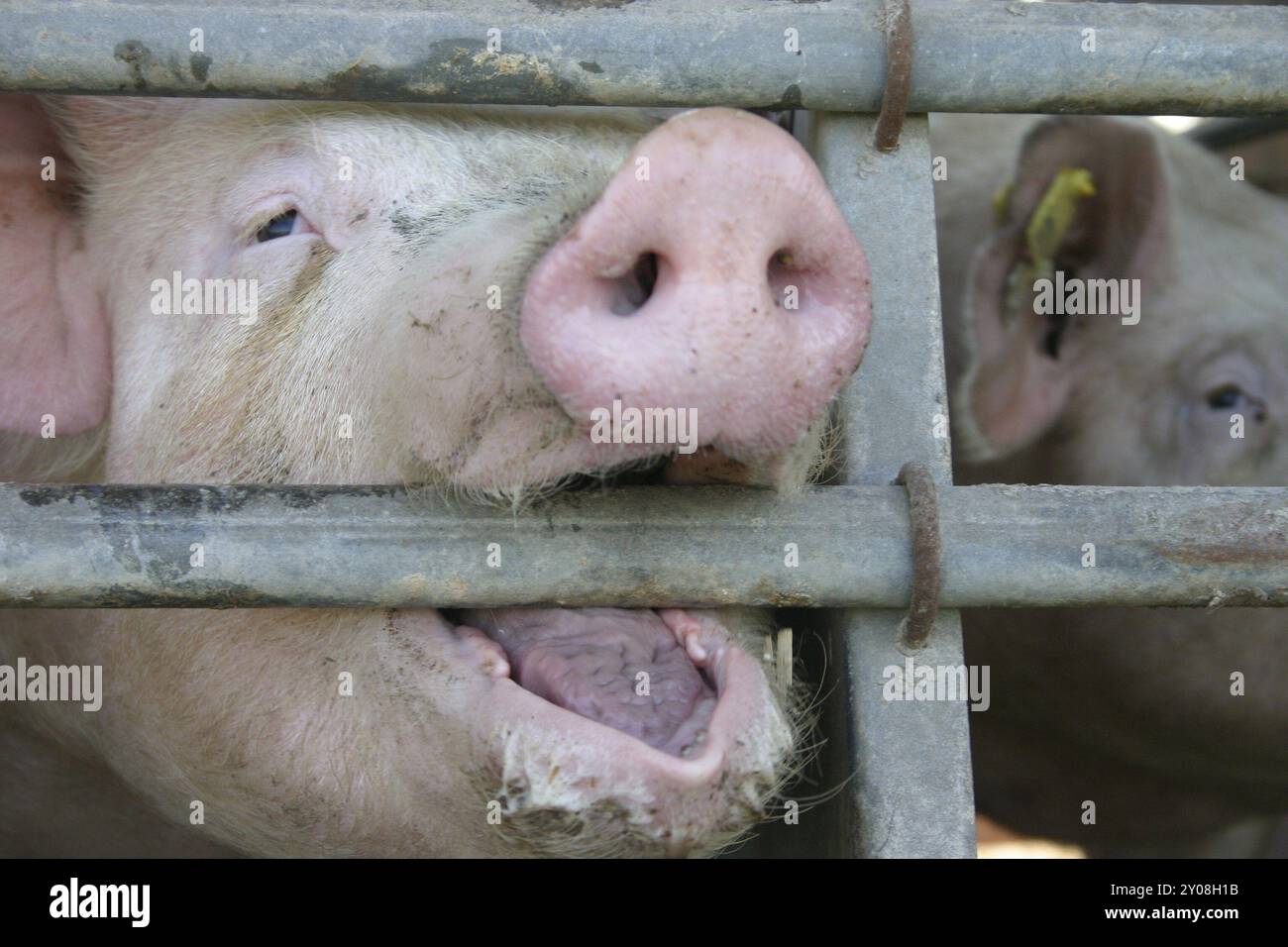 Fattening pig in the barn Stock Photo - Alamy