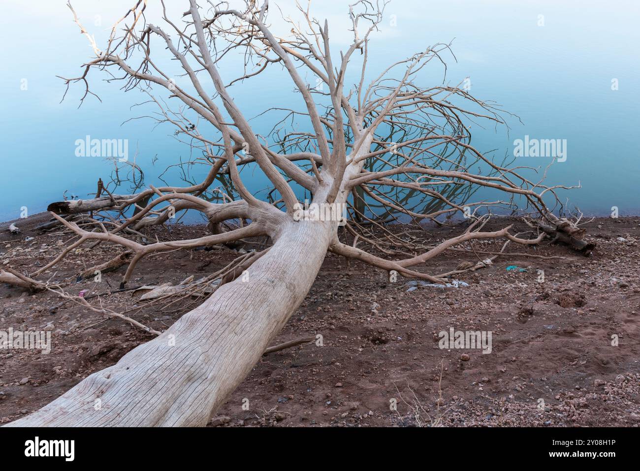 Arboles secos hi-res stock photography and images - Alamy