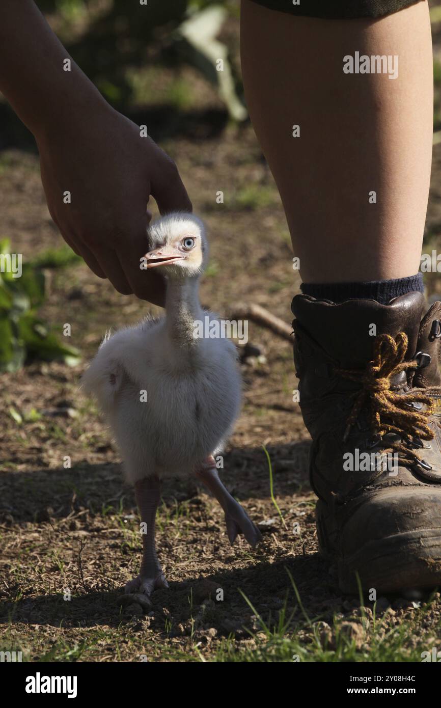 First steps of a Nandu chick Stock Photo - Alamy