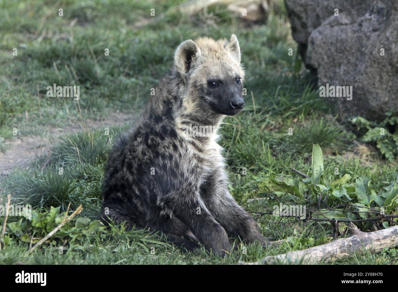 Spotted hyena (juvenile Stock Photo - Alamy