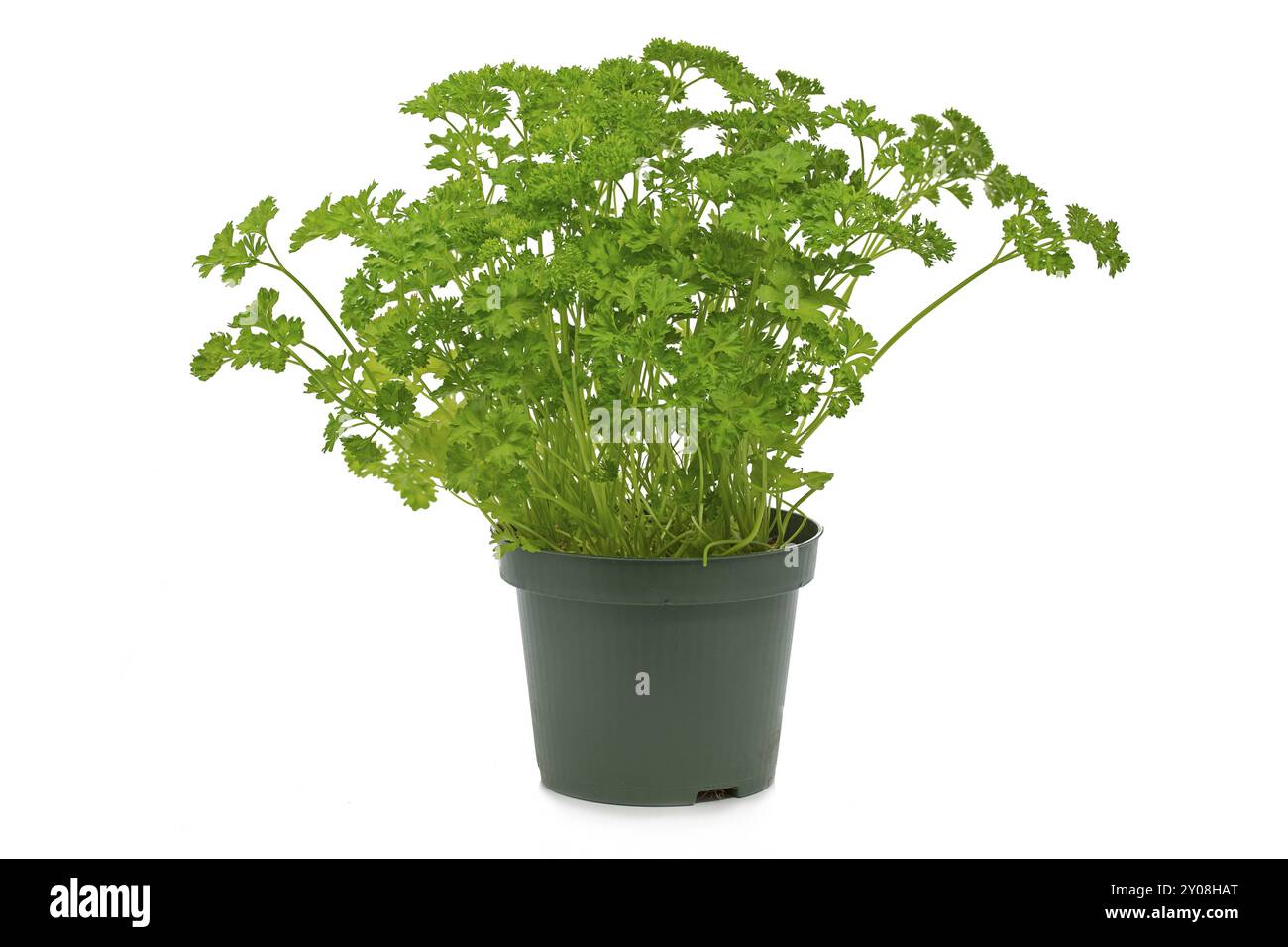 Herbs in yard parsley hi-res stock photography and images - Alamy