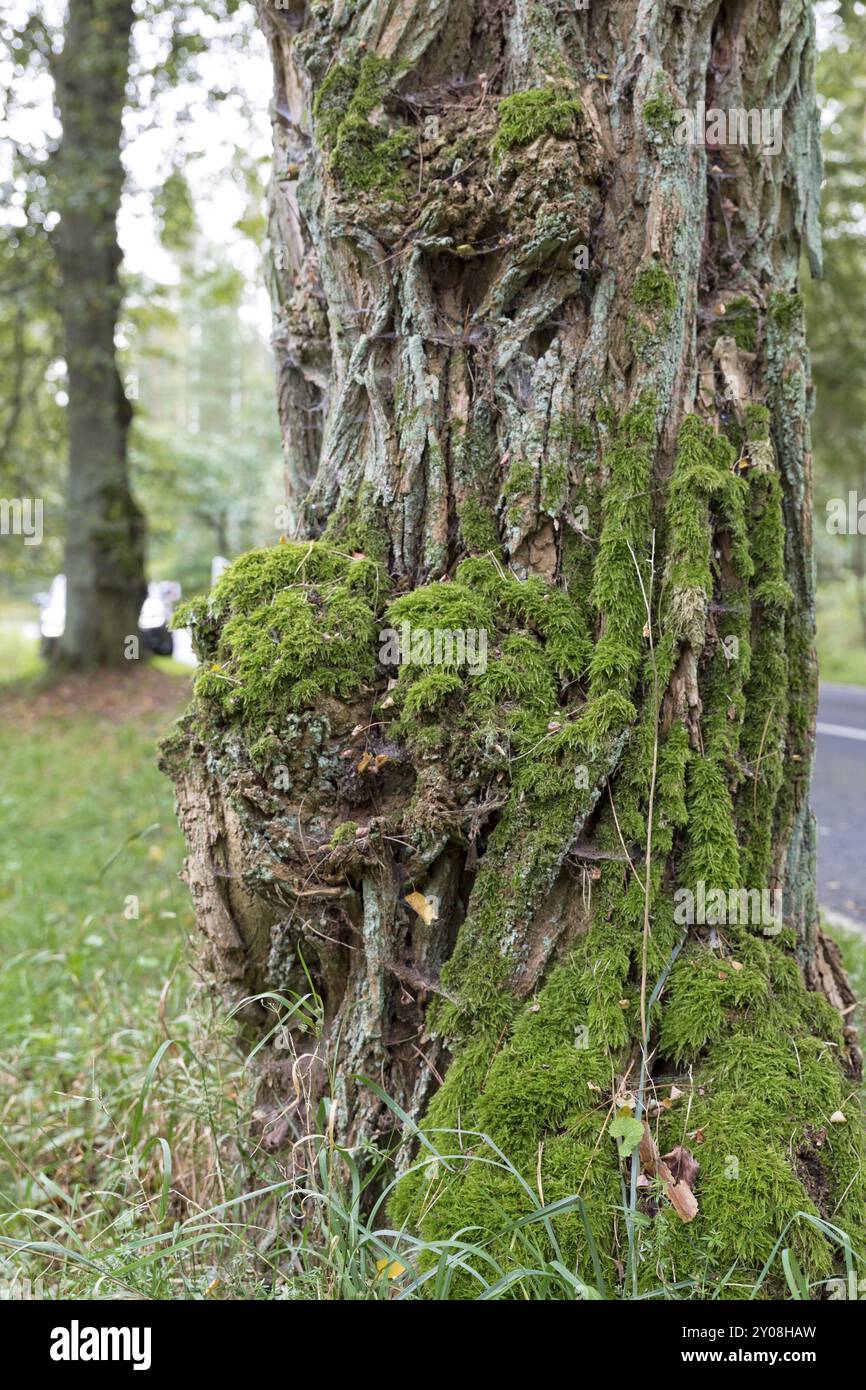 Acacia tree close up hi-res stock photography and images - Alamy