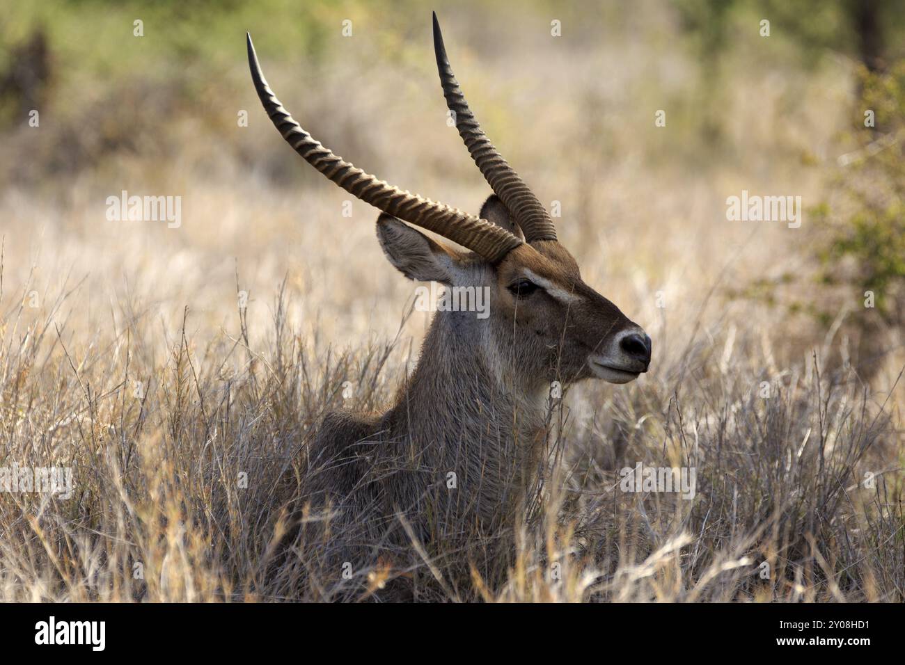 Waterbuck and grassland scenery hi-res stock photography and images - Alamy