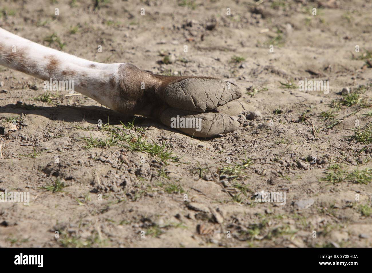 Llamas feet hi-res stock photography and images - Alamy