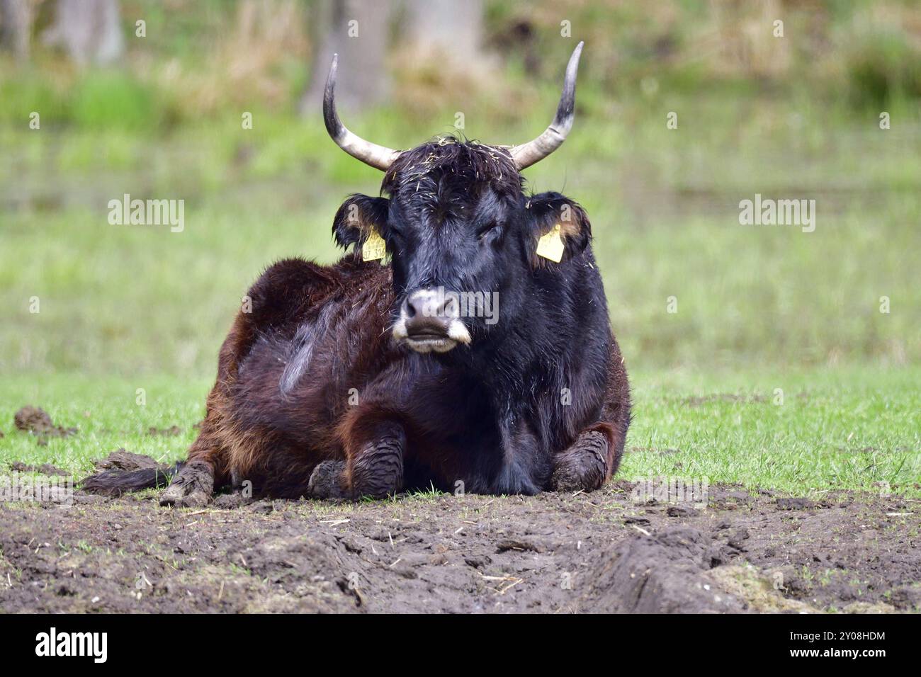Urus aurochs cattle cattles hi-res stock photography and images - Alamy