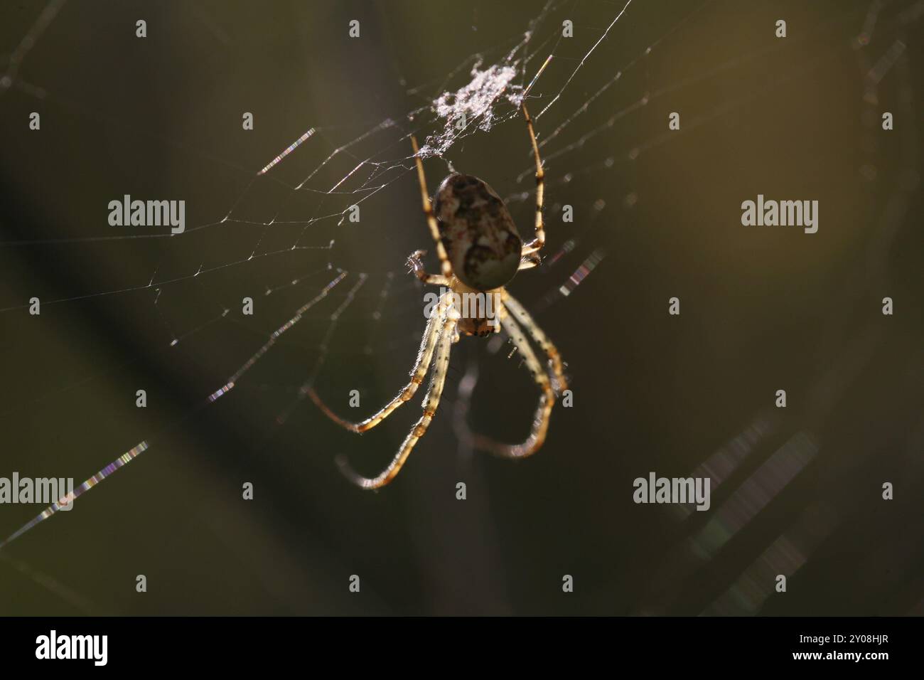 Weaver spider wrapping up hi-res stock photography and images - Alamy