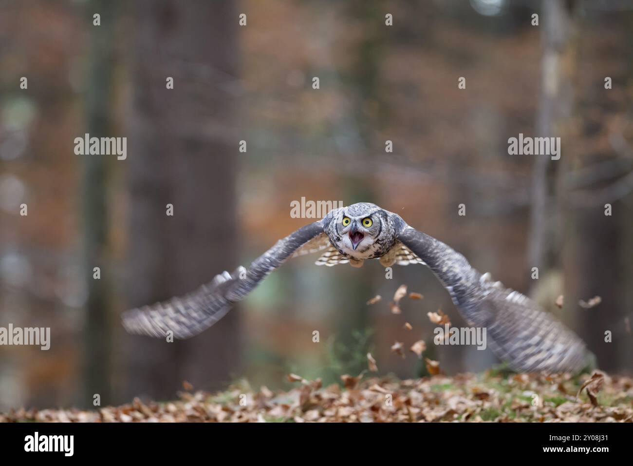Virginia-Uhu, Bubo virginianus, Great Horned Owl Stock Photo - Alamy