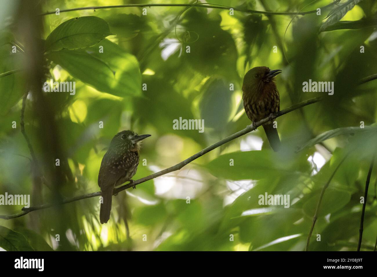 White-tailed Puffbird (Malacoptila panamensis) two birds sitting on a ...