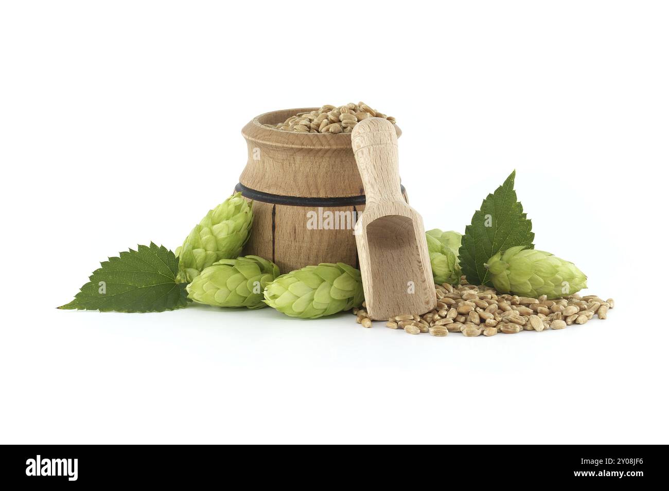 Fresh green hops cones and wooden bucket filled with grains and hops ...