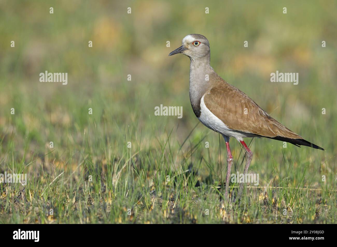 Black winged lapwing hi-res stock photography and images - Alamy