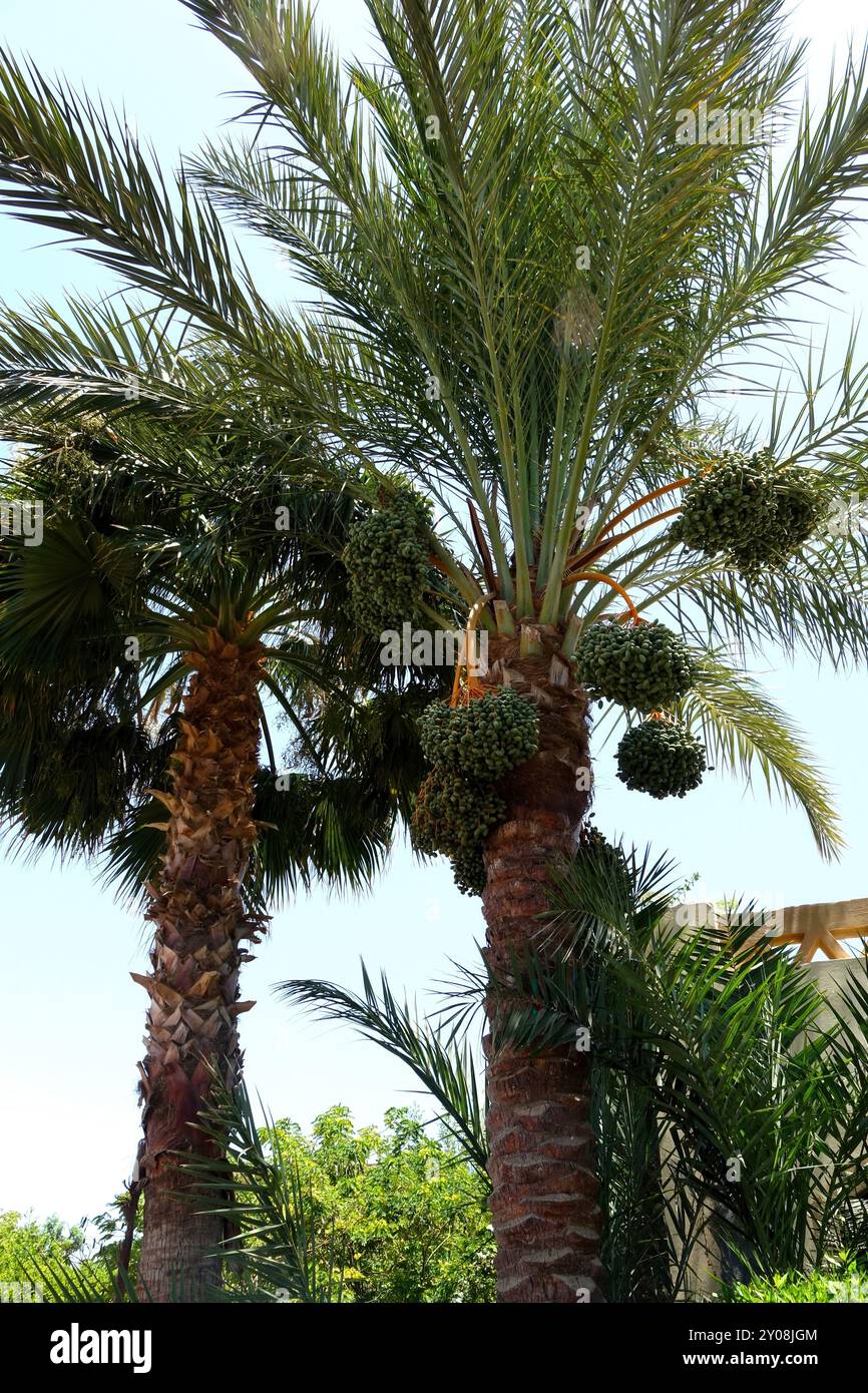 Two tall date palm trees display their vibrant green leaves and ...