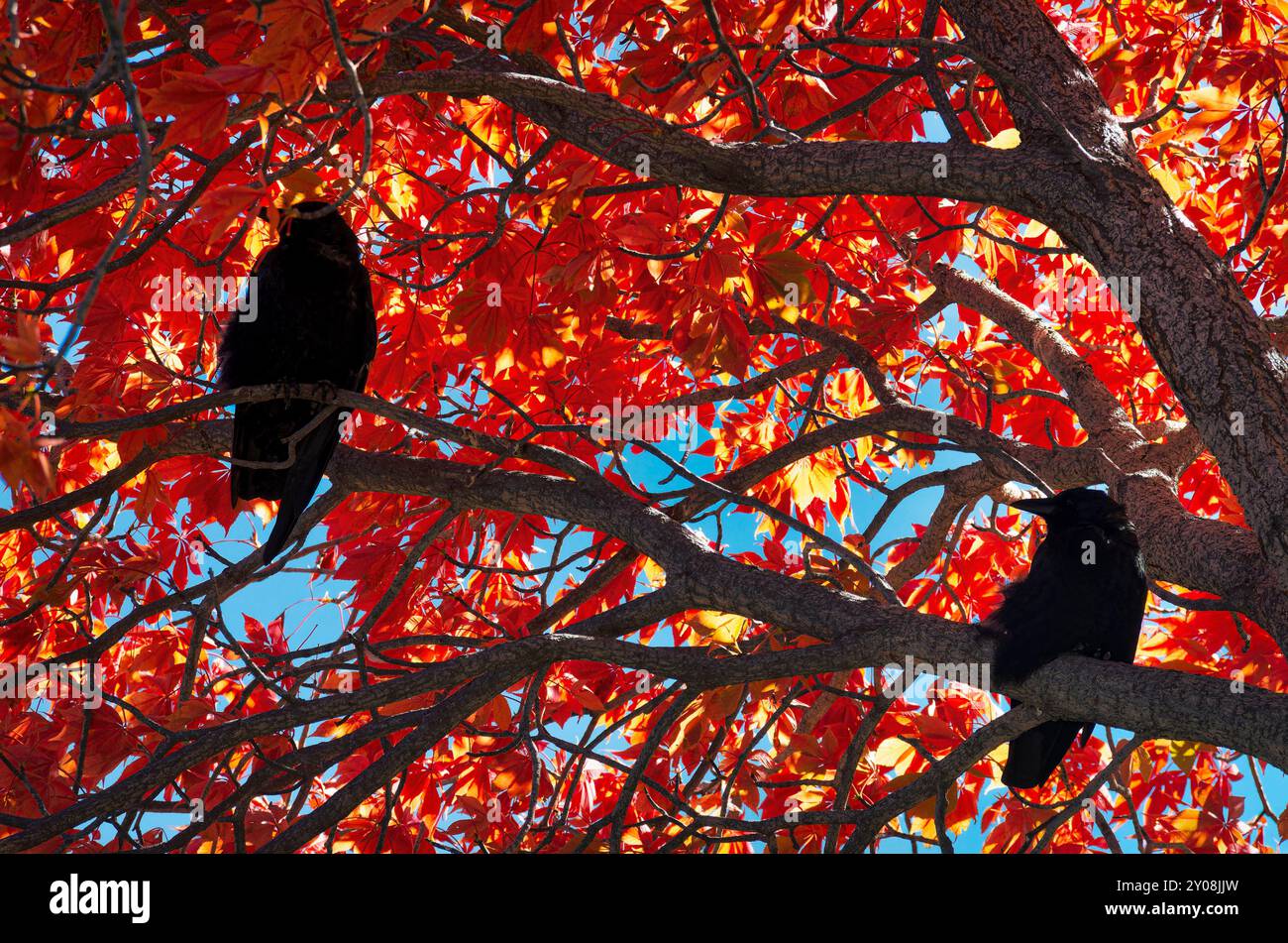 Fall Scene in Parker Colorado Stock Photo - Alamy