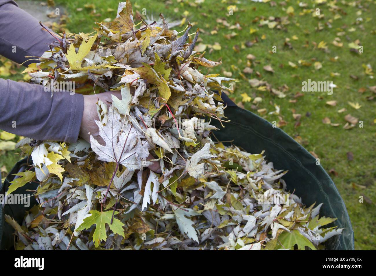 Dispose of leaves hi-res stock photography and images - Alamy