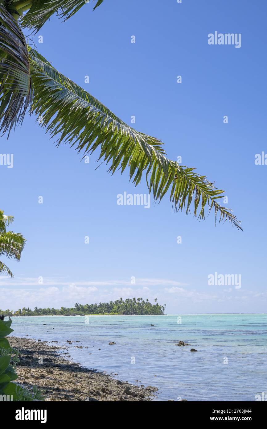 Beach with coconut palm (Cocos nucifera), on the horizon an overgrown ...