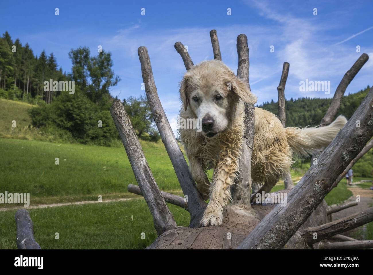 Golden Retriever at the obstacle course Stock Photo - Alamy