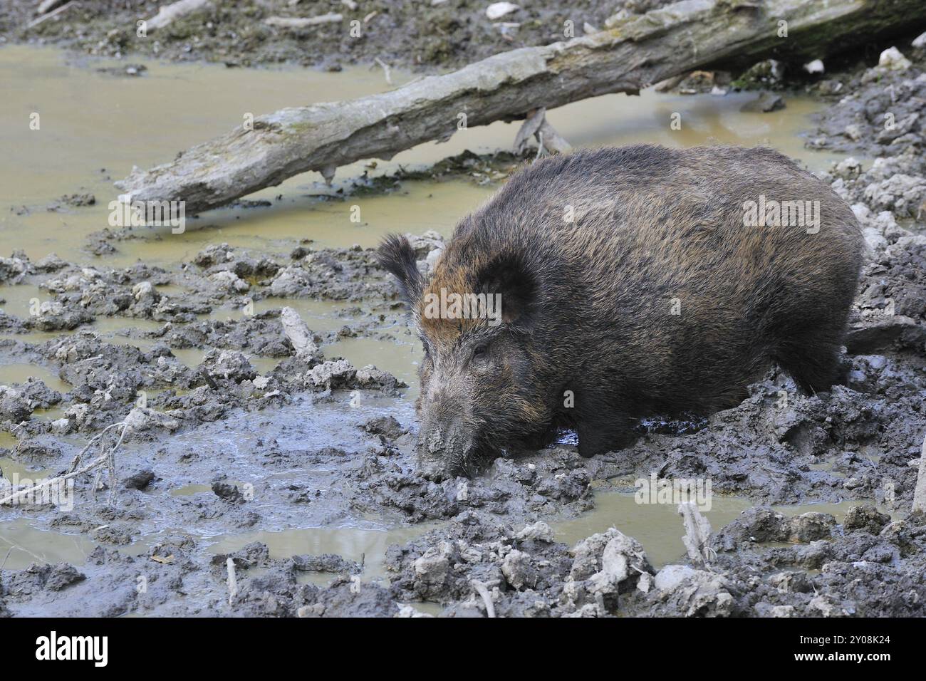 Sus scrofa domestica mud hi-res stock photography and images - Alamy
