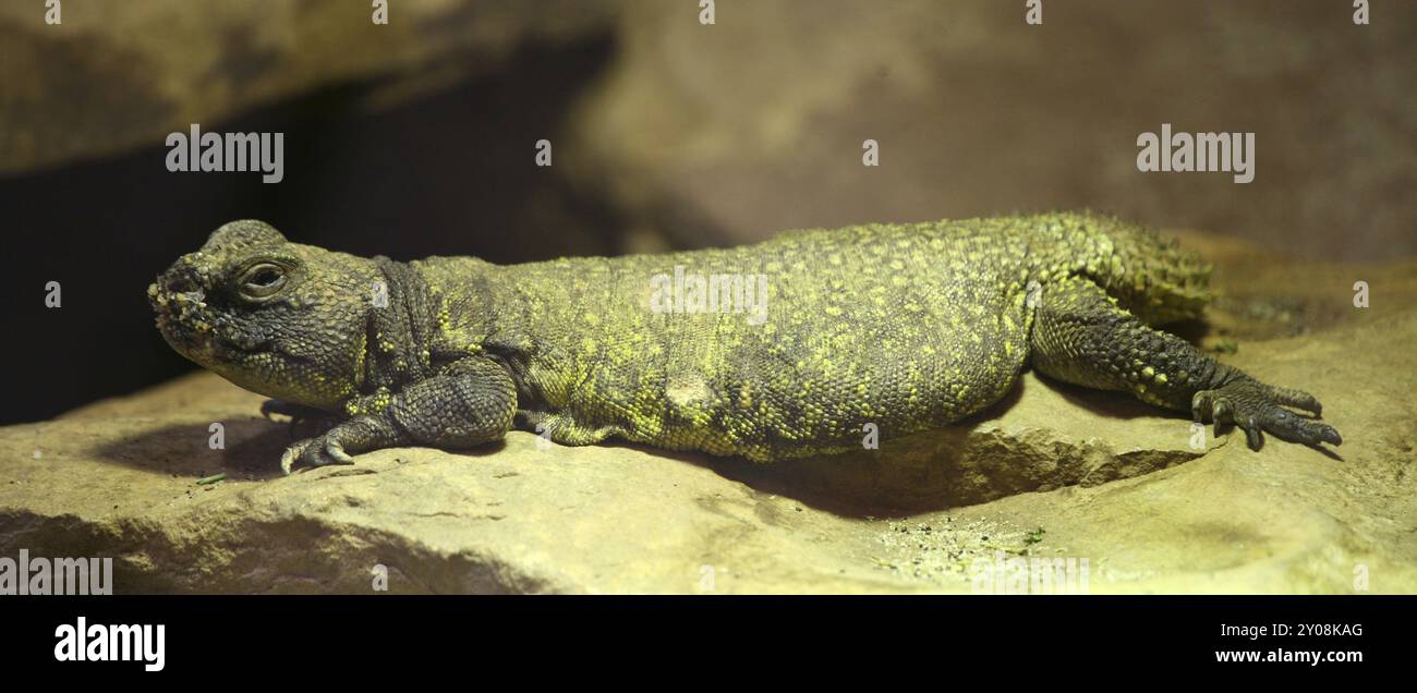 North african spiny tailed lizard uromastyx hi-res stock photography ...