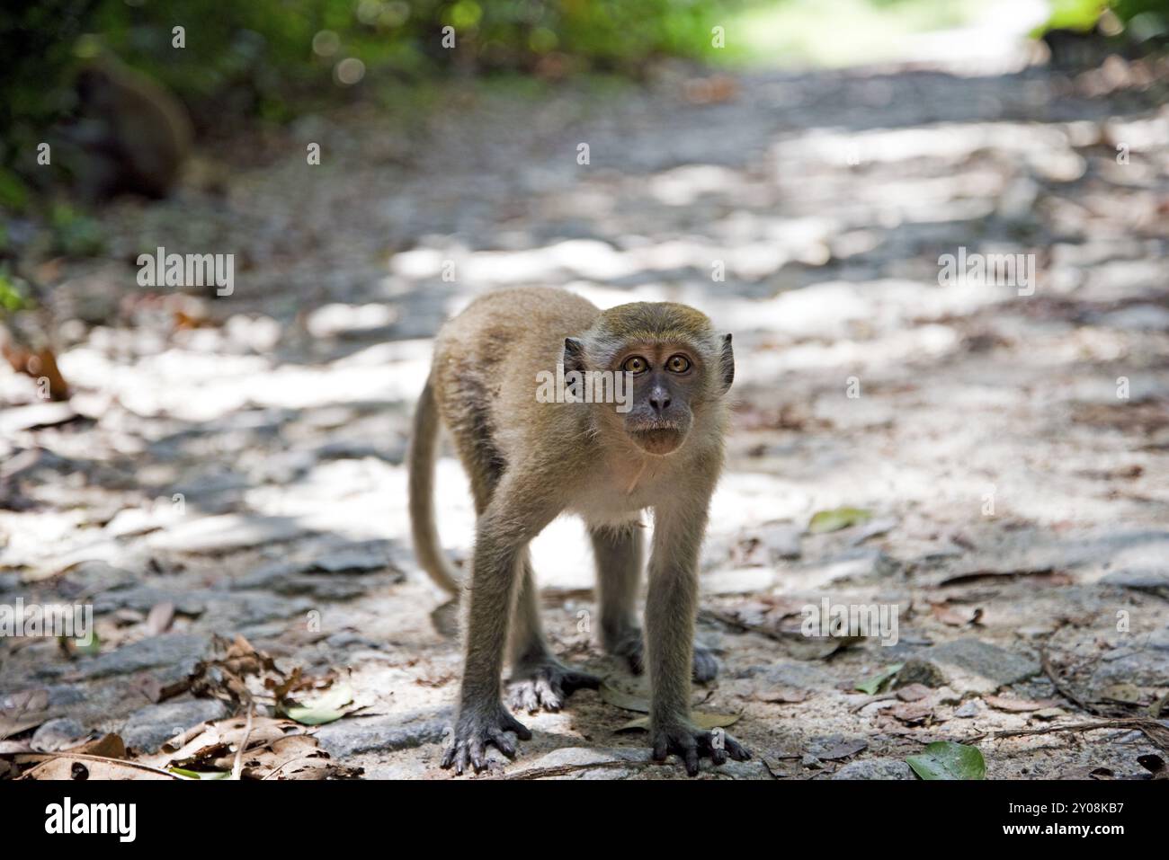 Long-tailed macaque (Macaca fascicularis) wildlife in Singapore (not in ...